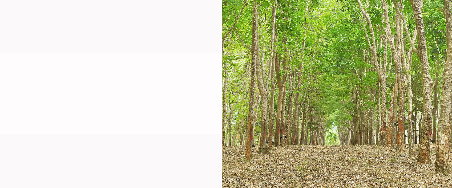 Plantation - New - Aspinwall and Company Limited